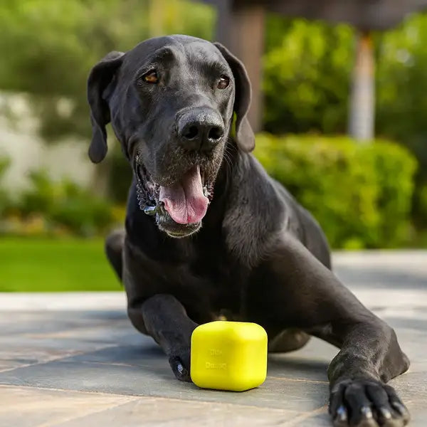 Best Dog Toys for Great Danes: Durable Toys for Giant Breeds with Gent ...