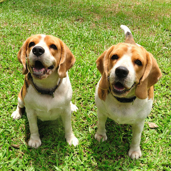 Best Dog Toys for Beagles: Engaging Picks for Energetic Explorers – DogTuff