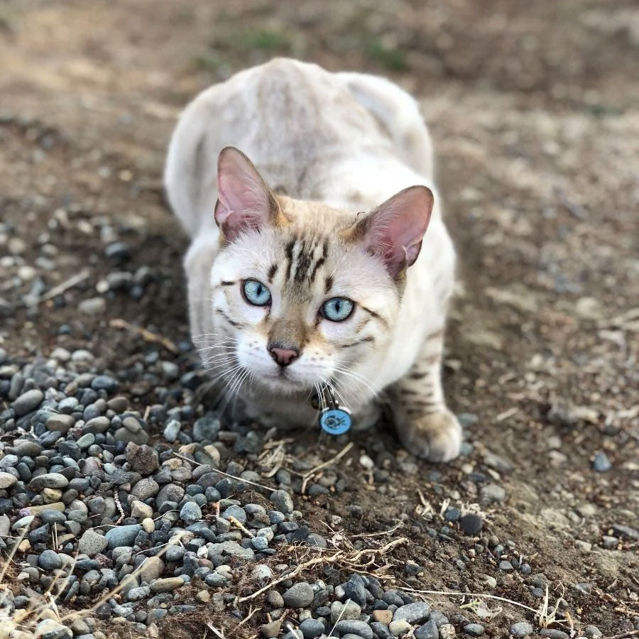 Red Dingo Tribal Fish Pet ID Dog Tags in Stainless Steel with Enamel ...