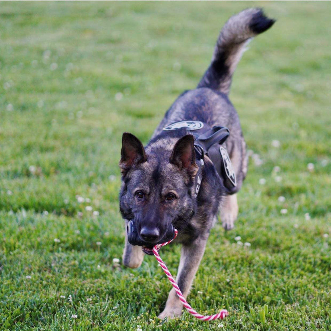 USA-K9 Magnum Grenade Chew – DogTuff